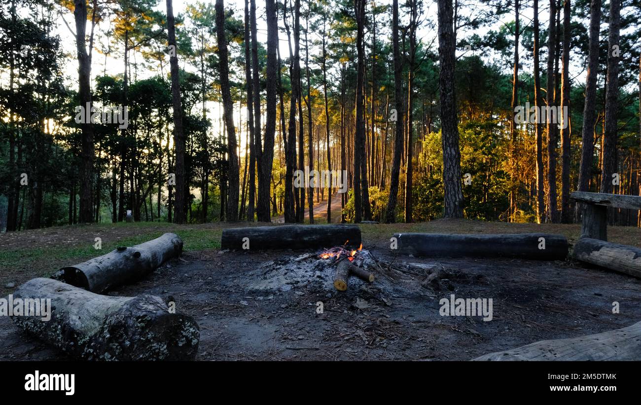 Small campfire with smoke of burning pine logs in the forest. Burning ...