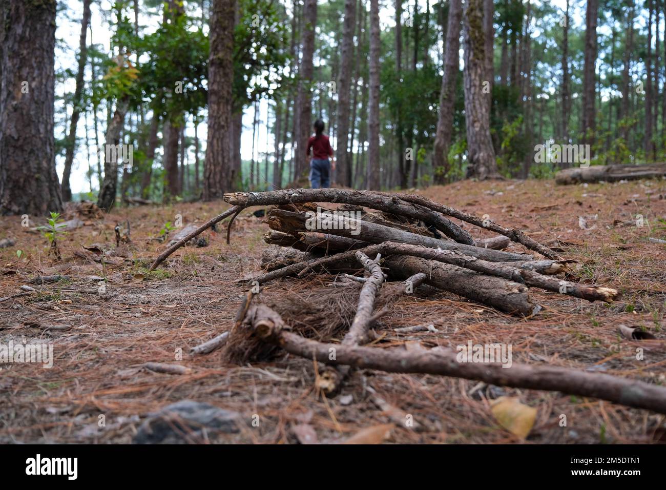 a pile of twigs on the forest floor. Branches pile for campfire in the ...