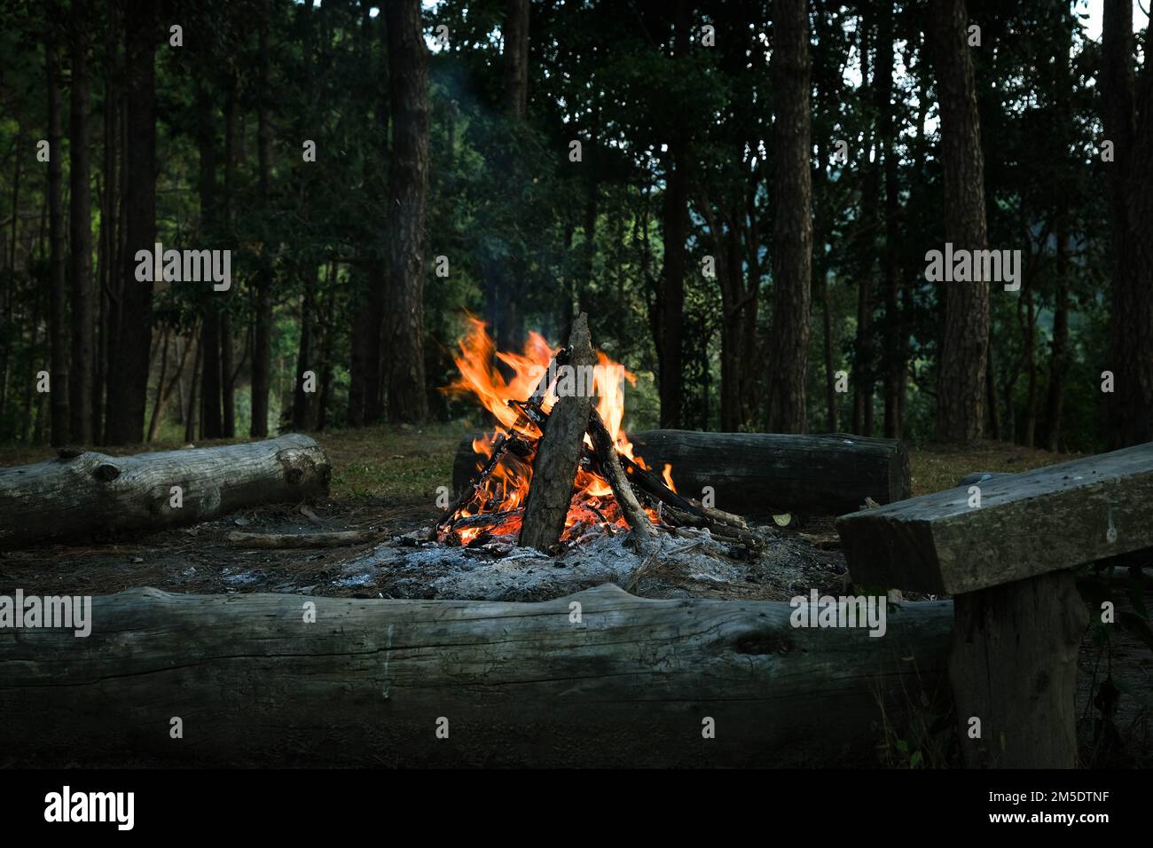Small Campfire In Forest