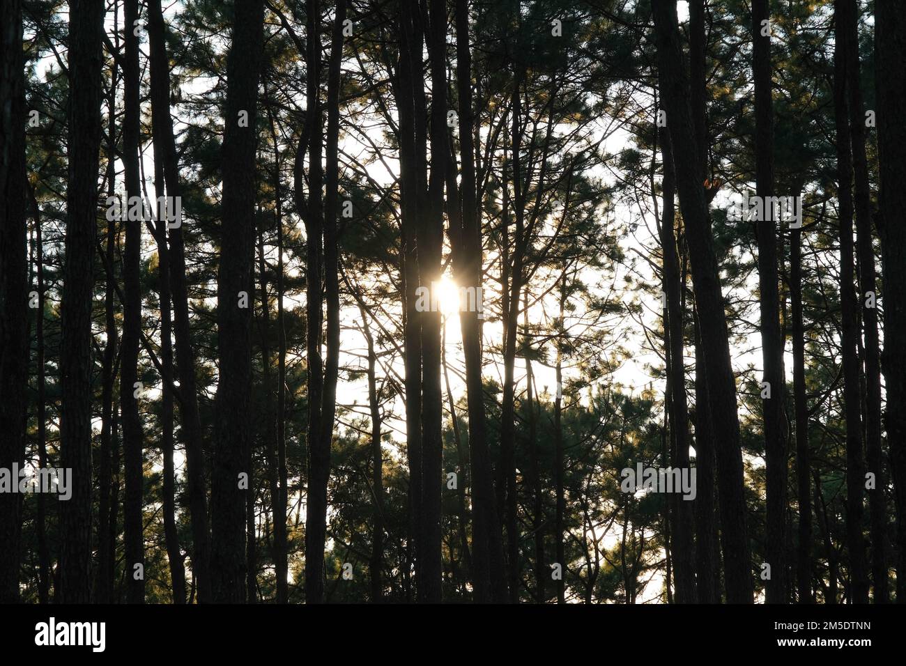 Beautiful pine forest landscape with sunlight shining through the trees ...