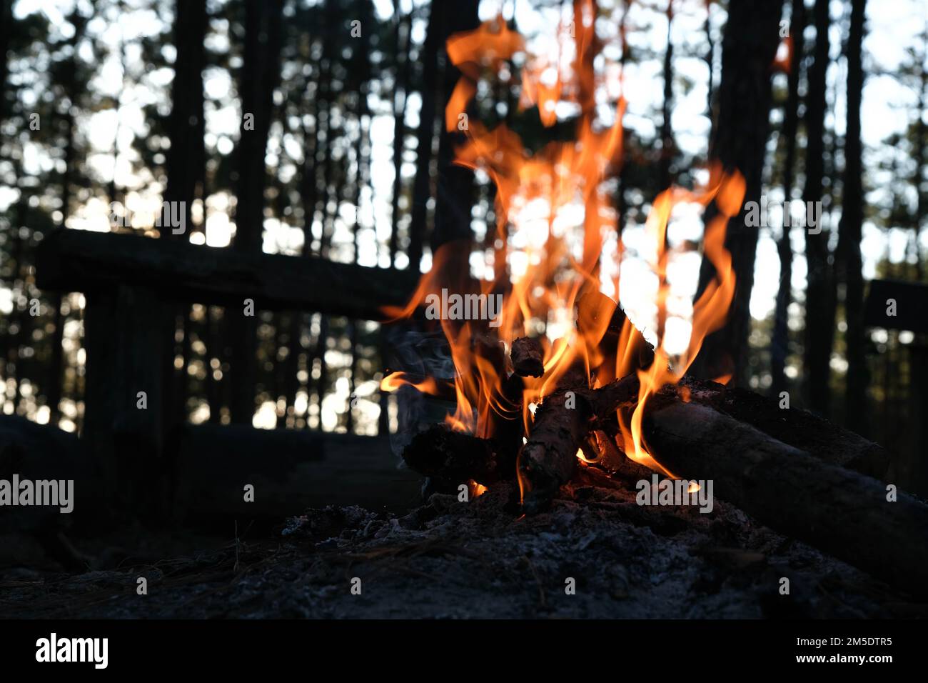 Small campfire with smoke of burning pine logs in the forest. Burning campfire in the pine ...