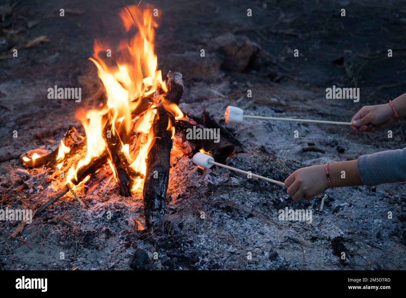 Cute little sisters roasting marshmallows on campfire. Children having fun at camp fire. Camping ...