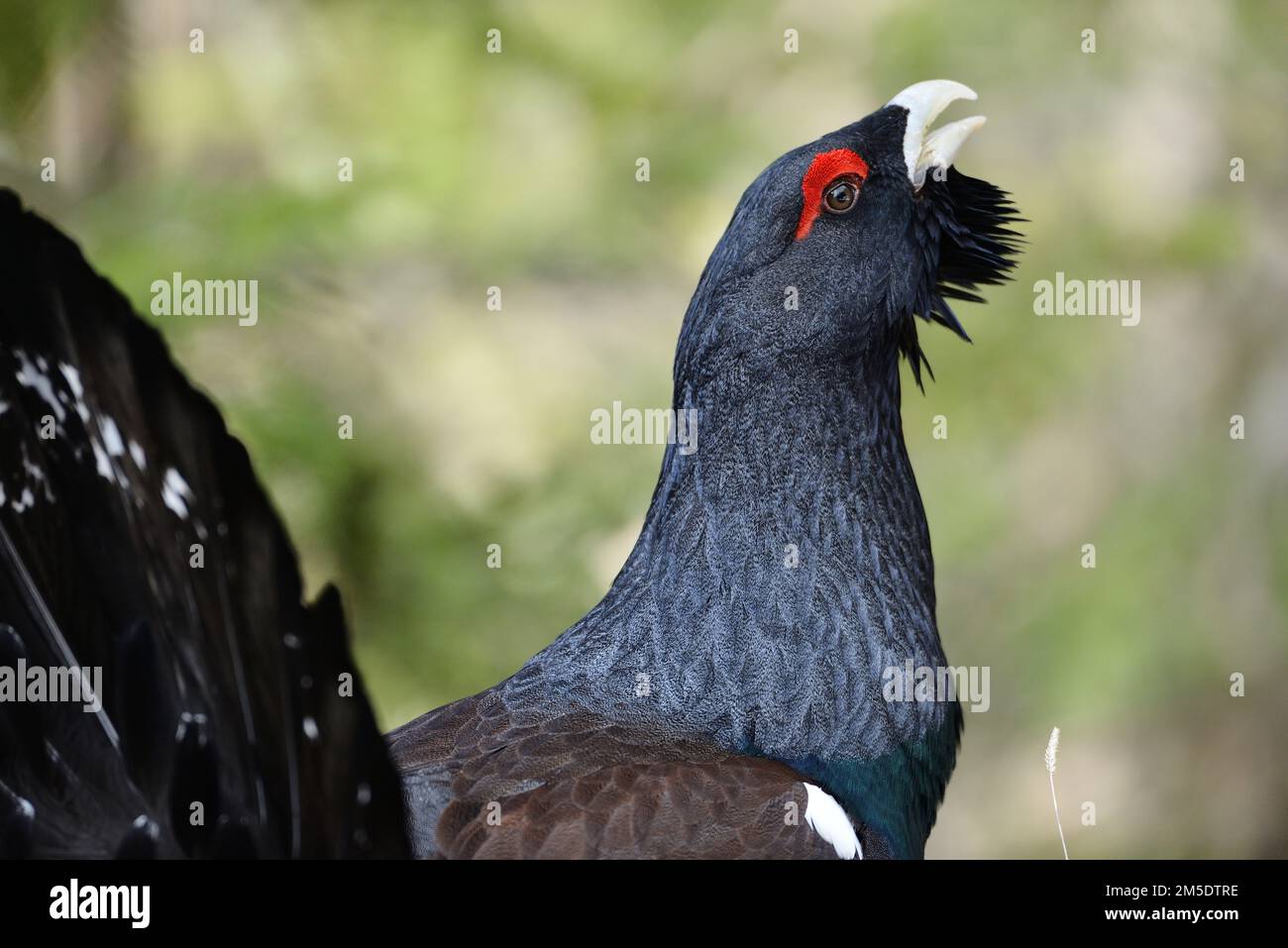 Male wood grouse mating in a forest Stock Photo - Alamy