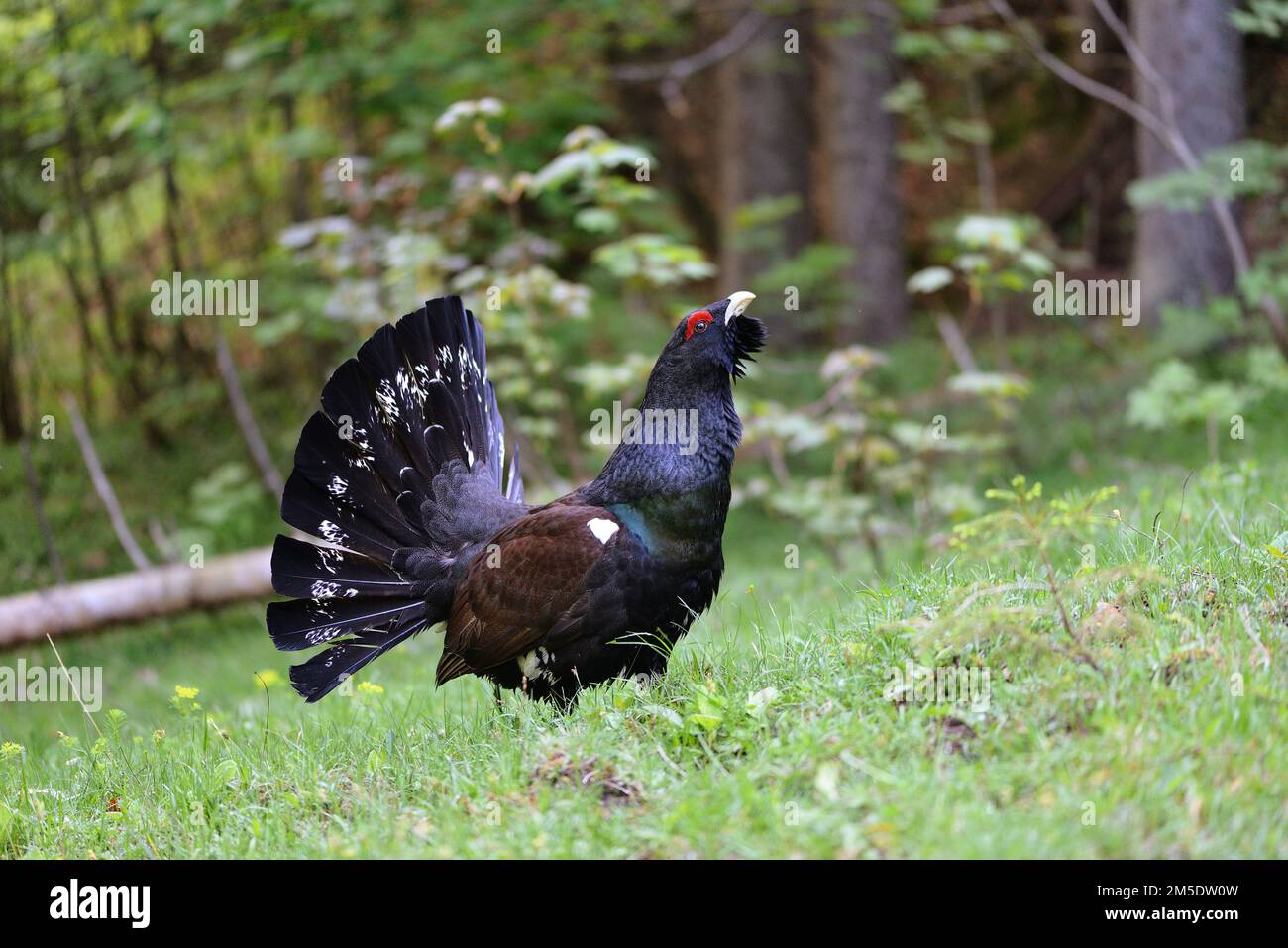 Male wood grouse mating in a forest Stock Photo - Alamy