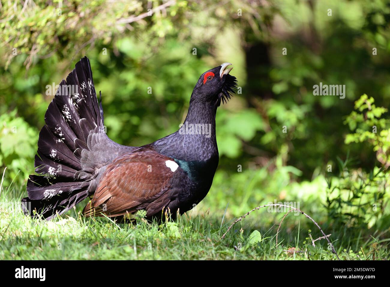 Male wood grouse mating in a forest Stock Photo - Alamy