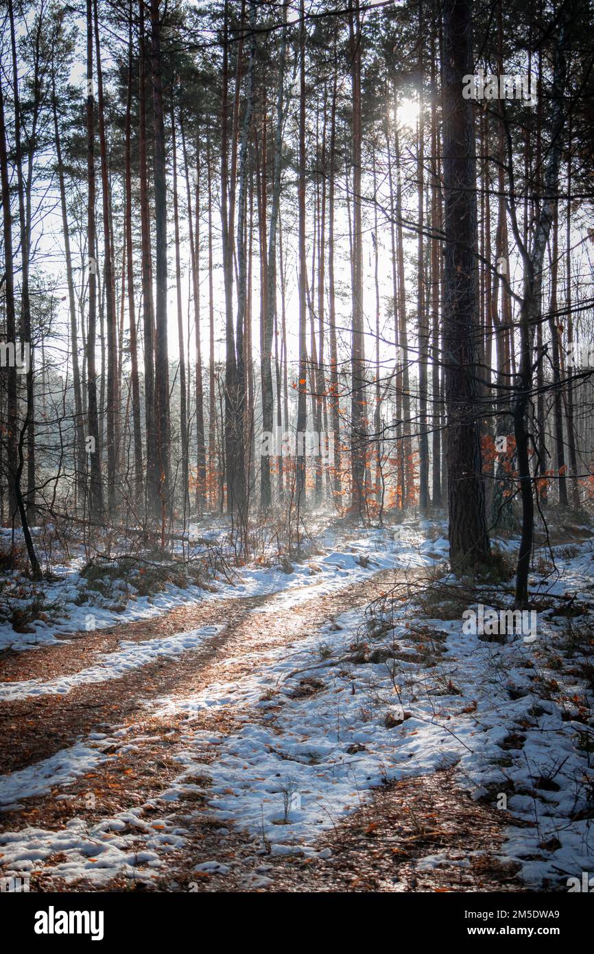 A landscape of a snowy path in the forest with long trees in the Winter ...