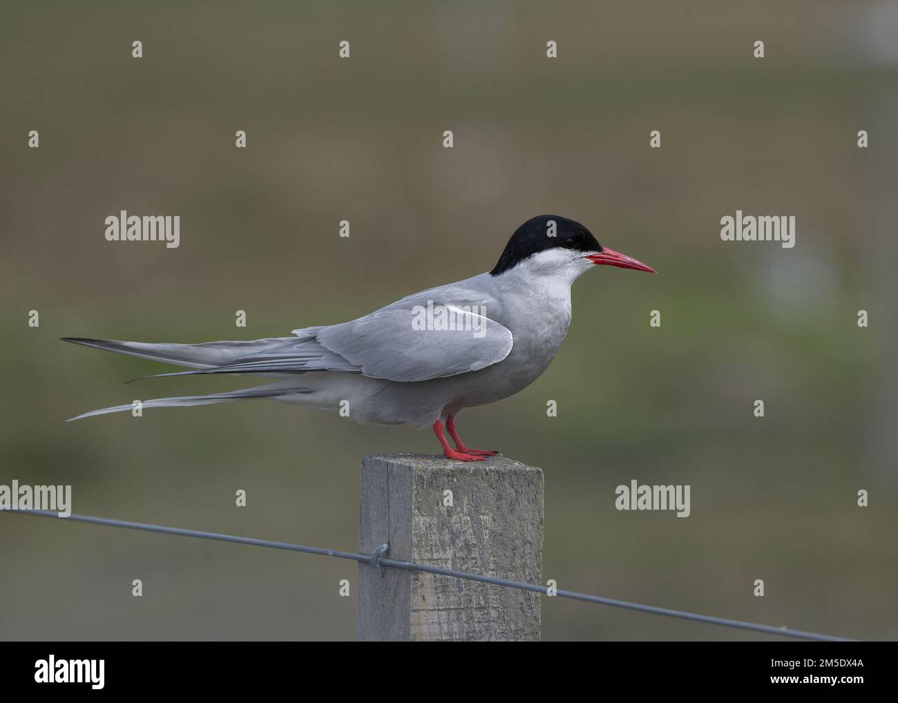 Arctic Tern (Sterna paradisaea), bathing, Grutness Pools, Shetland ...