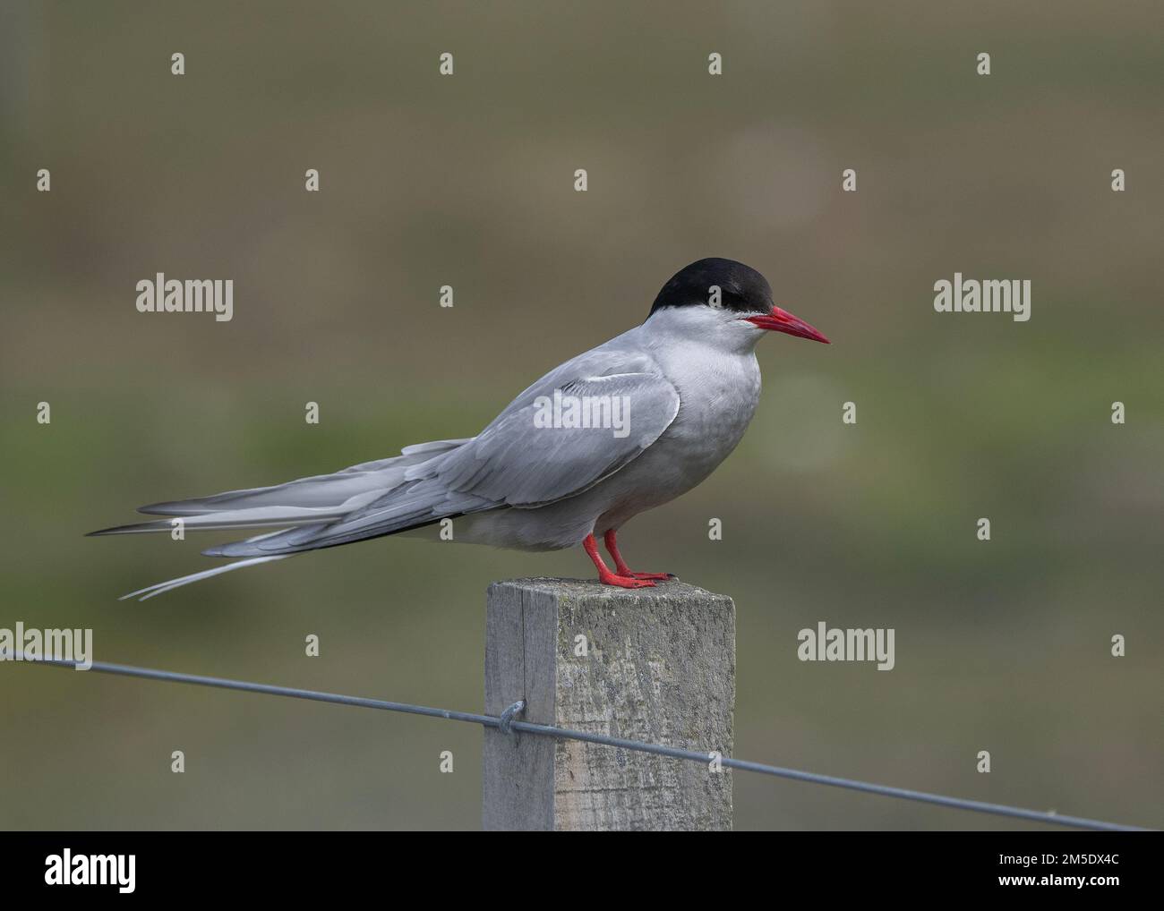 Arctic Tern (Sterna paradisaea), bathing, Grutness Pools, Shetland ...