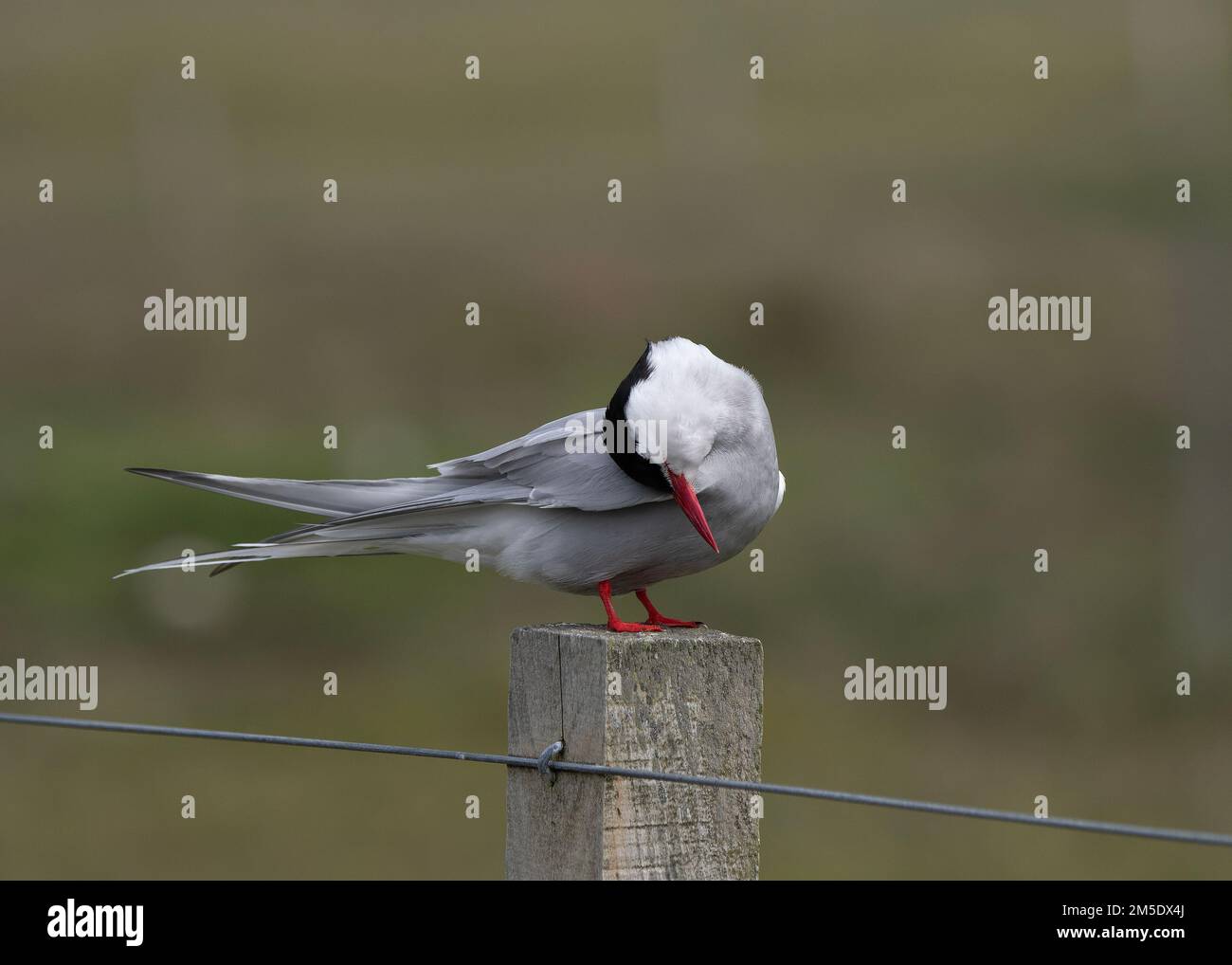 Arctic Tern (Sterna paradisaea), bathing, Grutness Pools, Shetland ...