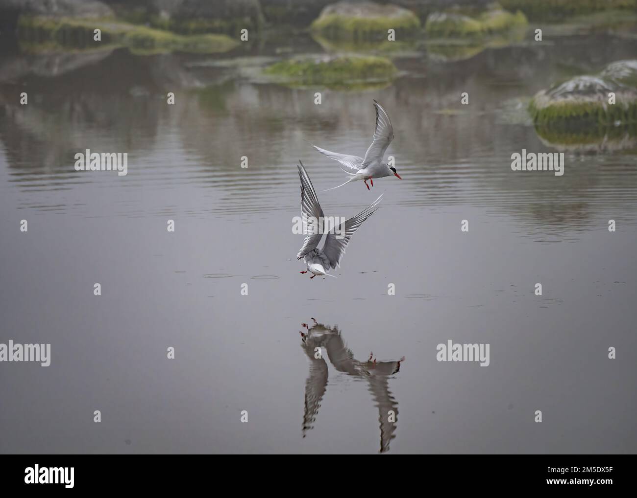 Arctic Tern (Sterna paradisaea), bathing, Grutness Pools, Shetland ...