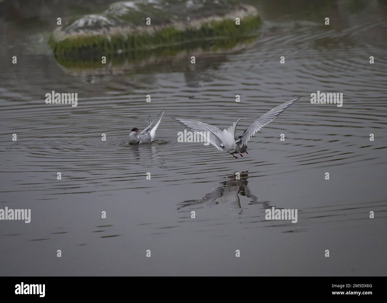 Arctic Tern bathing, Grutness Pools, Shetland Stock Photo - Alamy