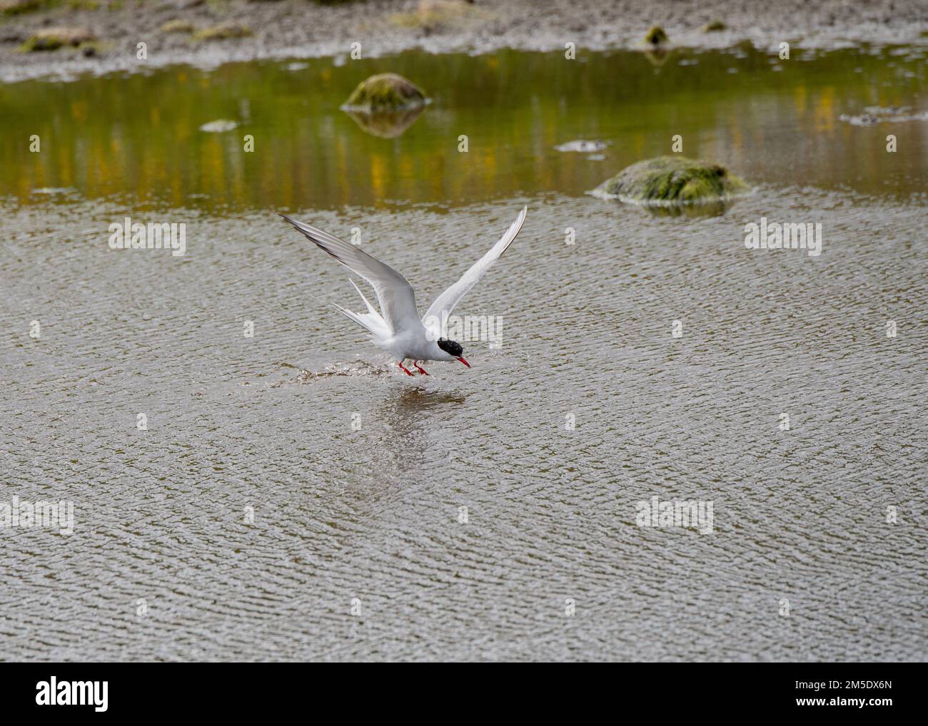 Arctic Tern bathing, Grutness Pools, Shetland Stock Photo - Alamy