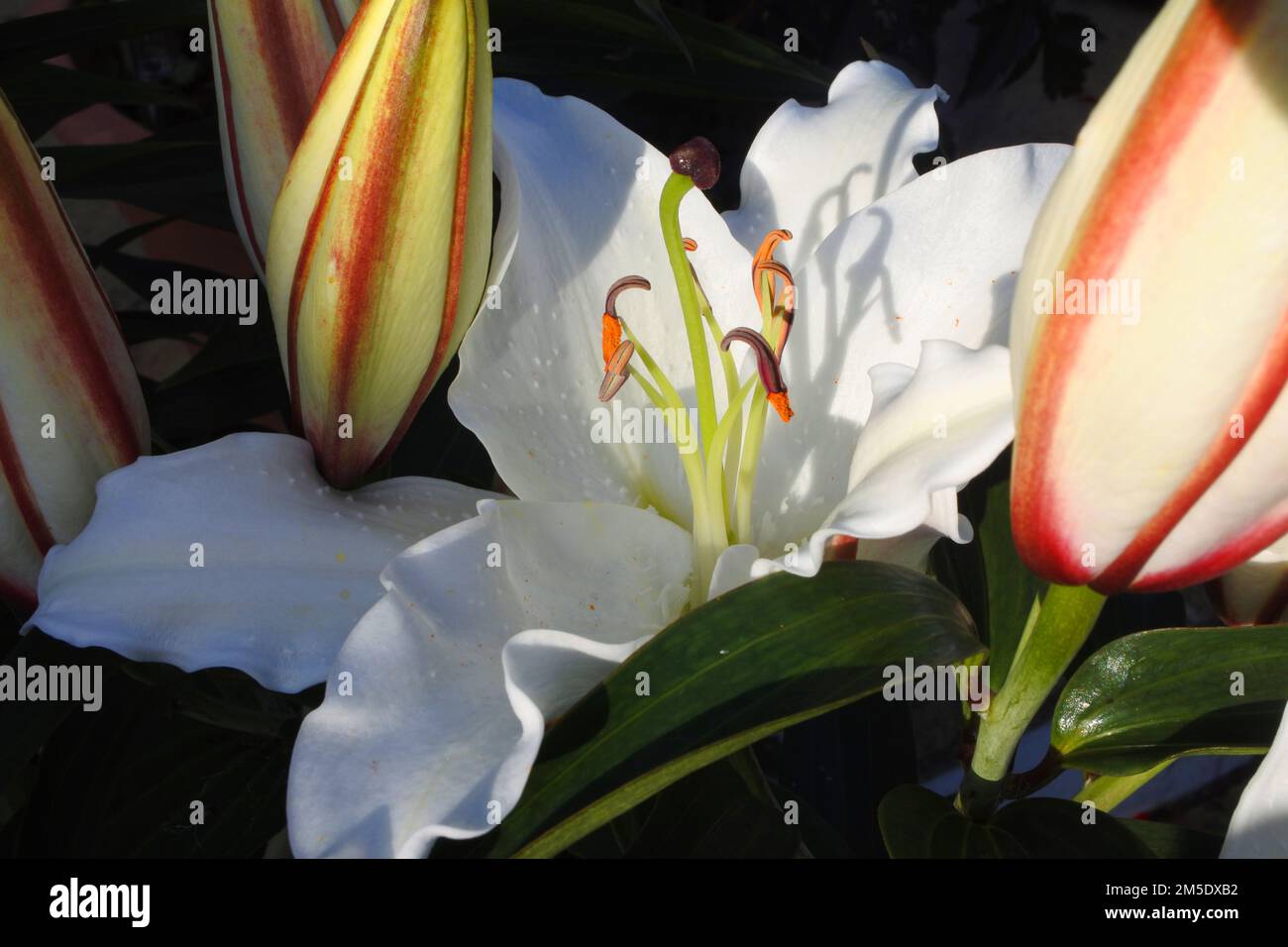 Close-up of a white lily flower head - John Gollop Stock Photo - Alamy