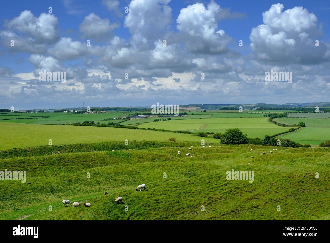 Freshly shorn sheep, Dorset, UK - John Gollop Stock Photo - Alamy