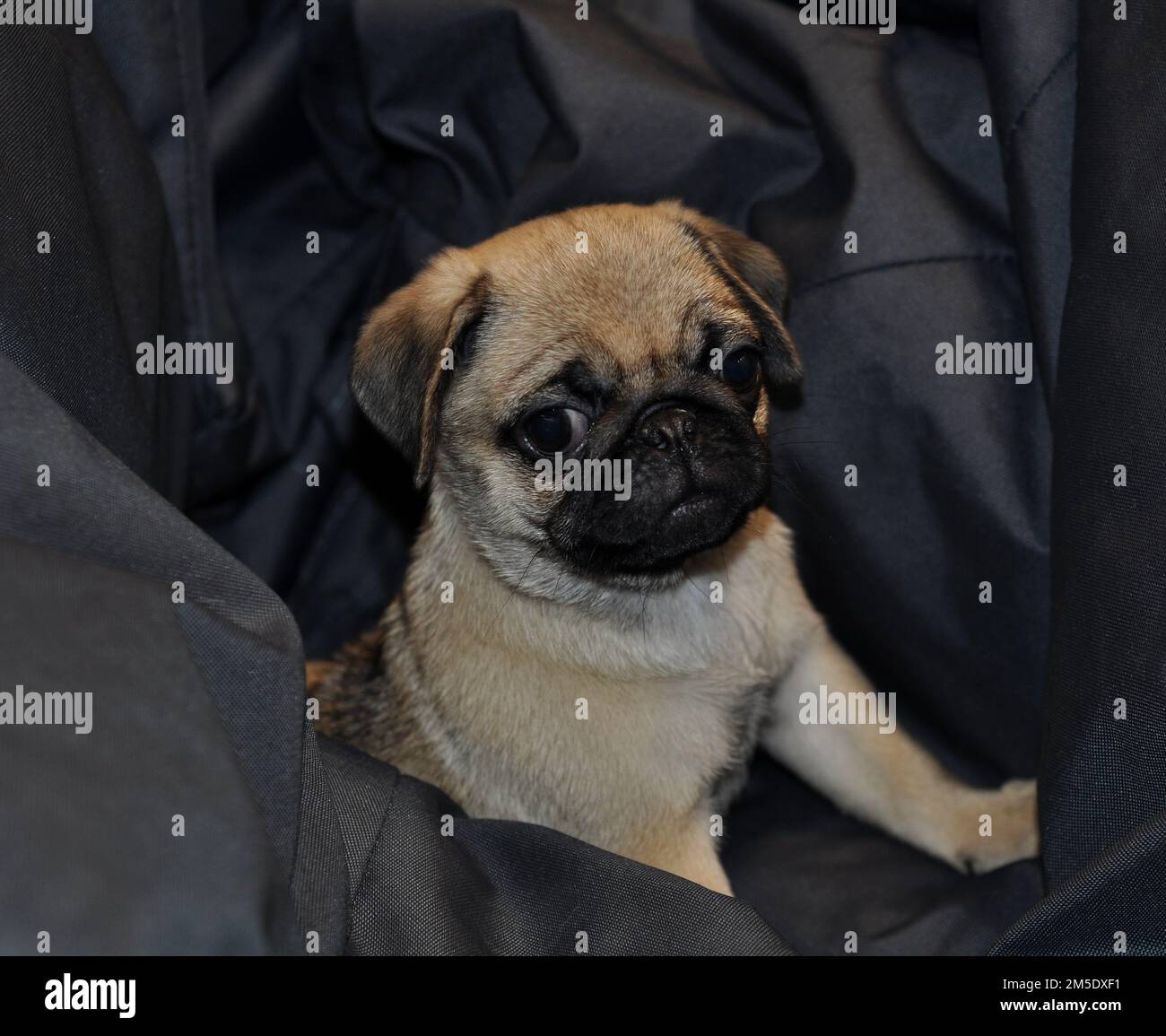 Small Pug Dog Sitting In A Chair With A Sad Look Stock Photo Stock ...