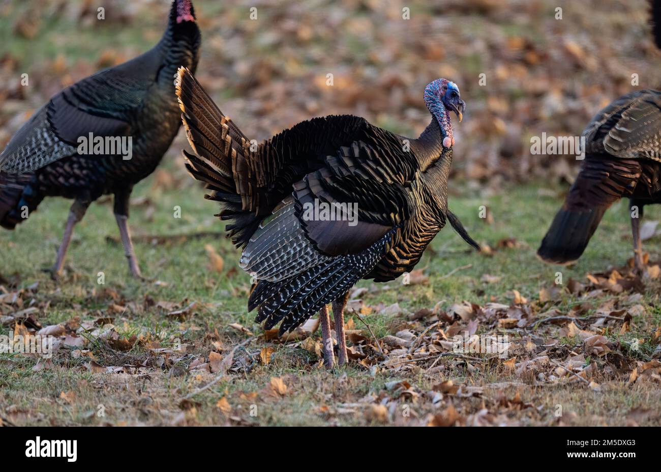 Group turkeys hi-res stock photography and images - Alamy
