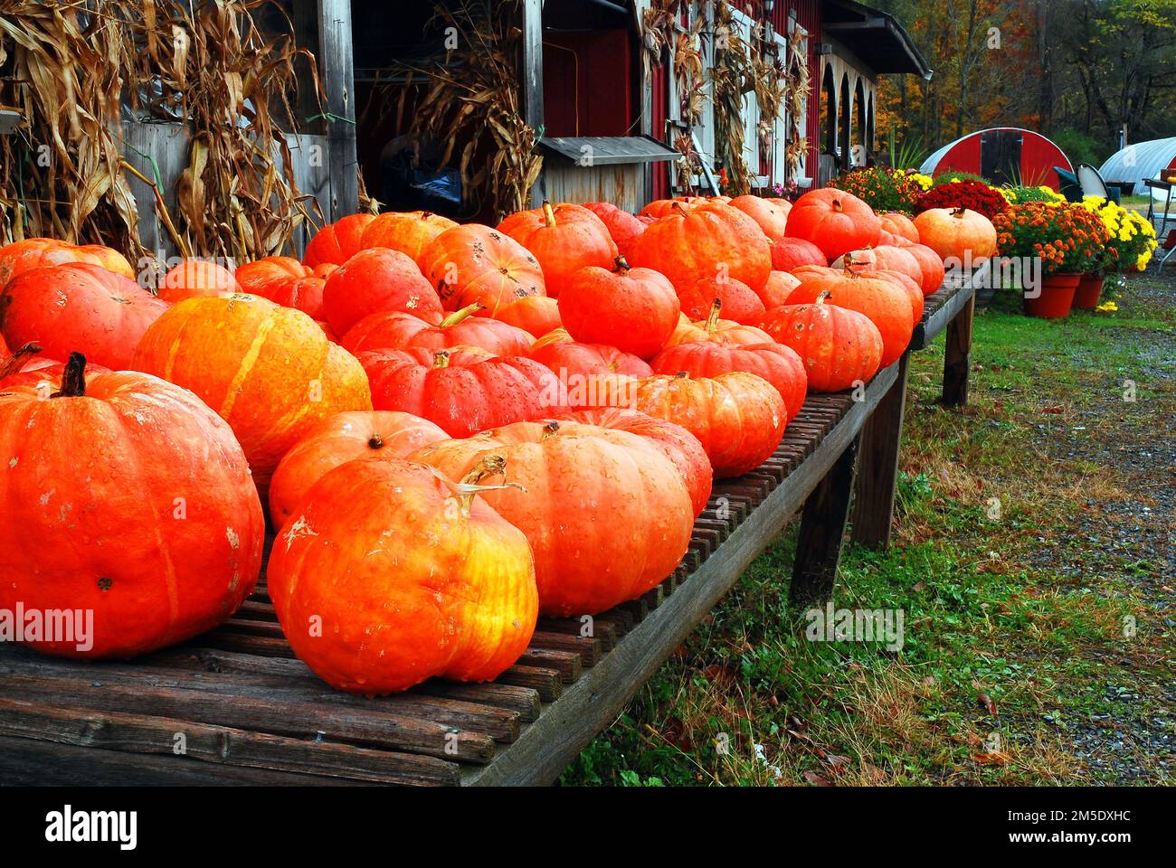 Autumn Pumpkins are displayed at a roadside farm in October, near ...