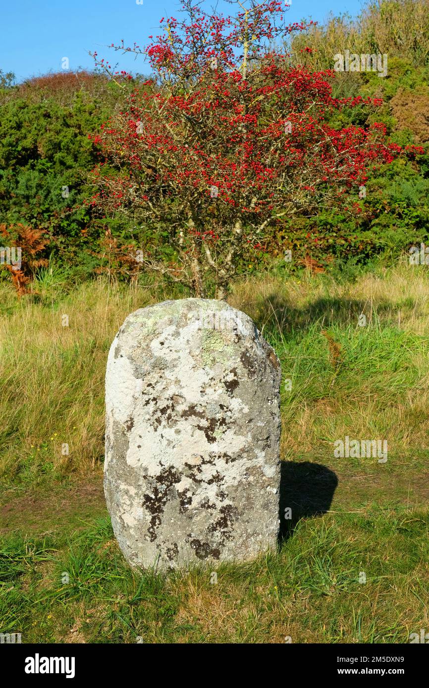Boscawen-Un stone circle in west Cornwall, UK - John Gollop Stock Photo ...