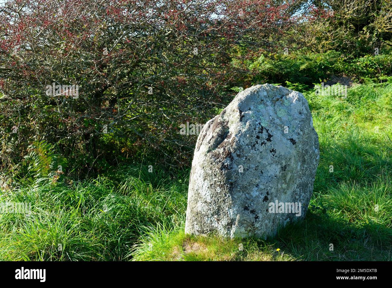 Boscawen-Un stone circle in west Cornwall, UK - John Gollop Stock Photo ...