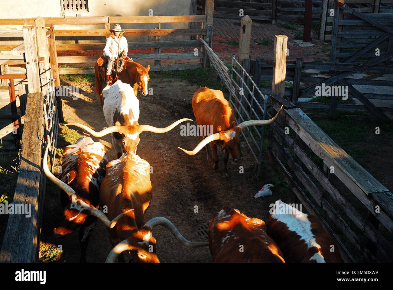A cowgirl on horseback steers the longhorn bulls into their pen on a ...