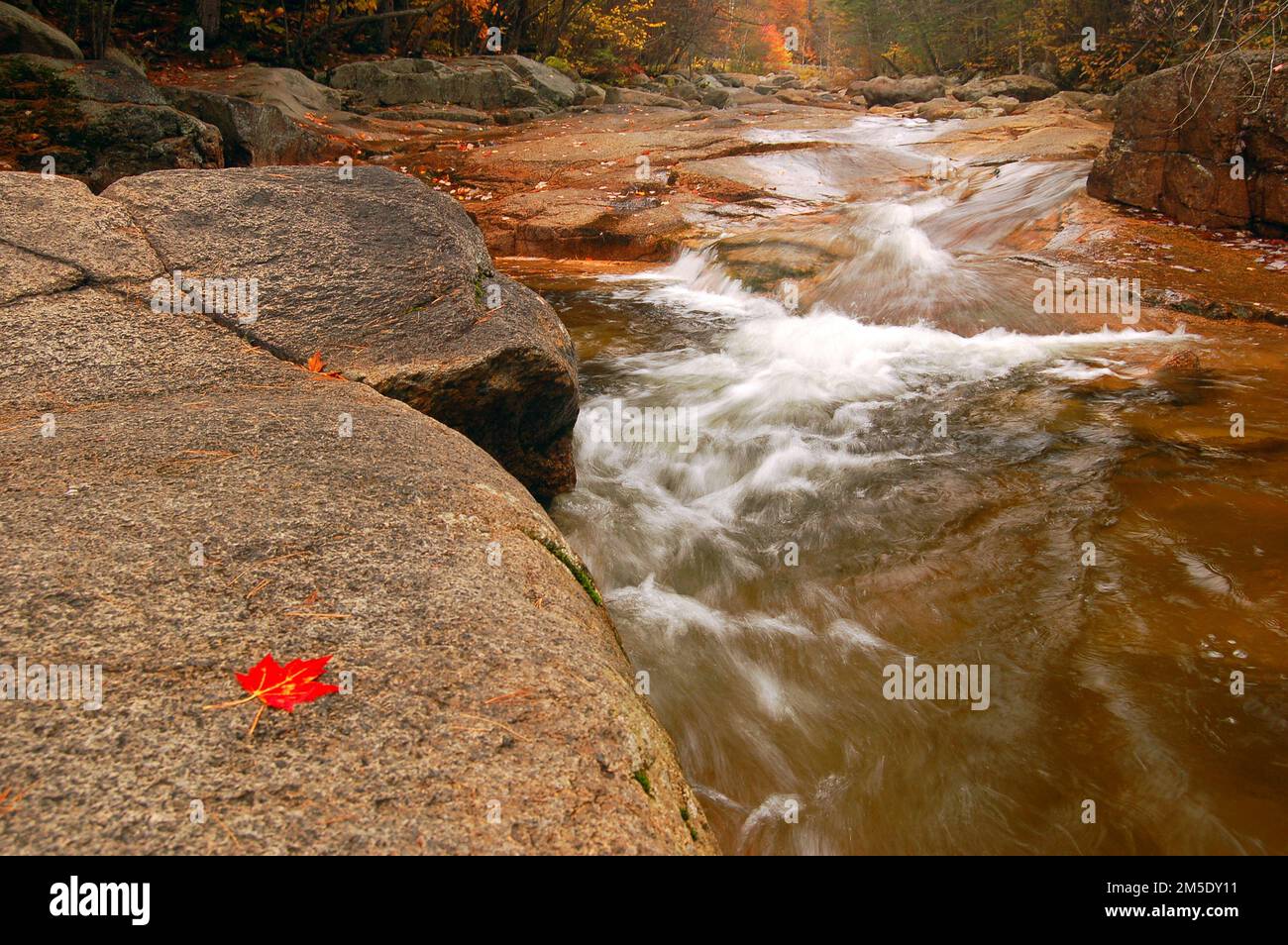 Al one red autumn maple leaf sits on a rock as the waters of a stream ...