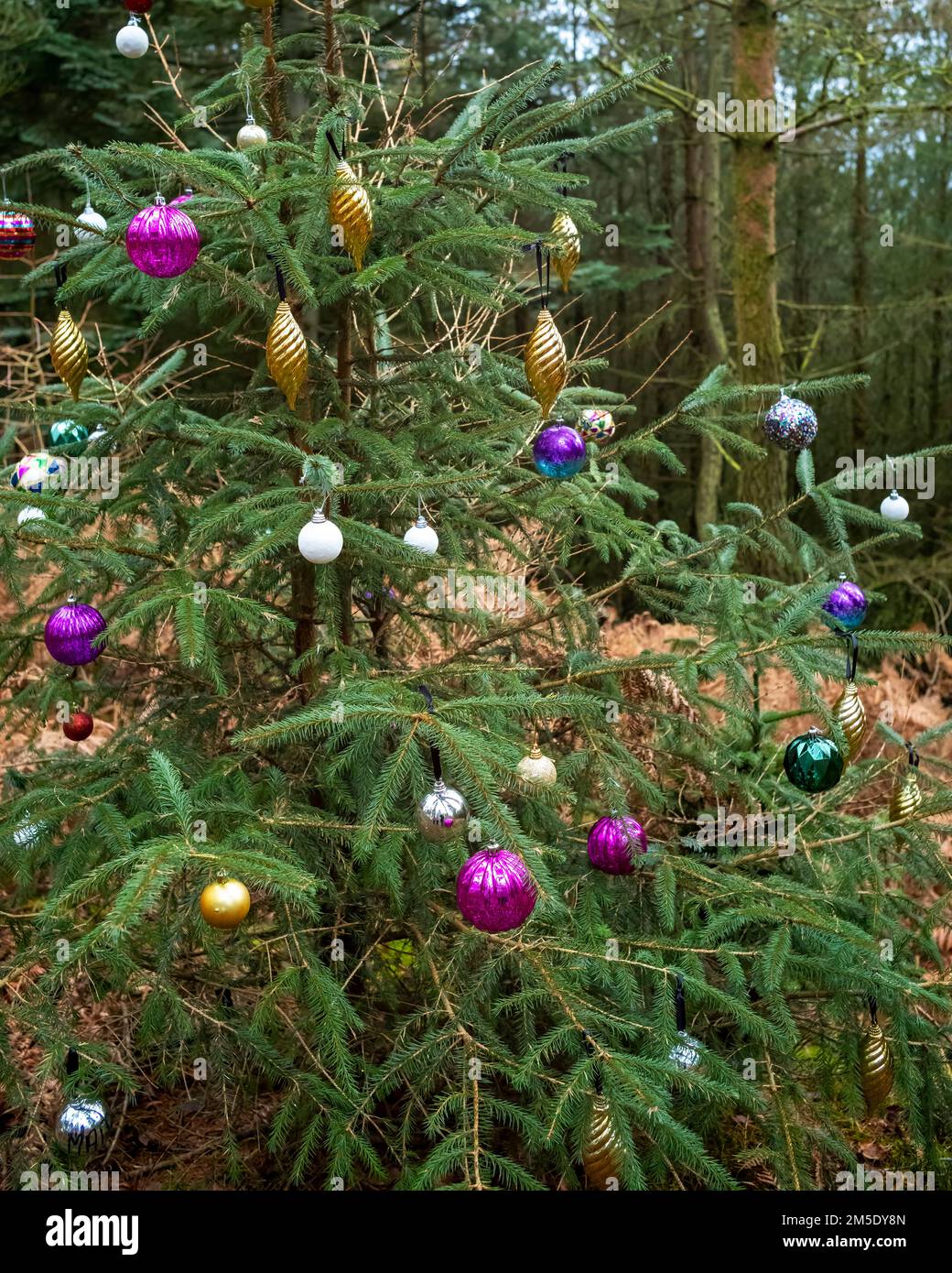 Christmas baubles in Beacon Wood, Penrith, Cumbria, UK, December, 2022 ...