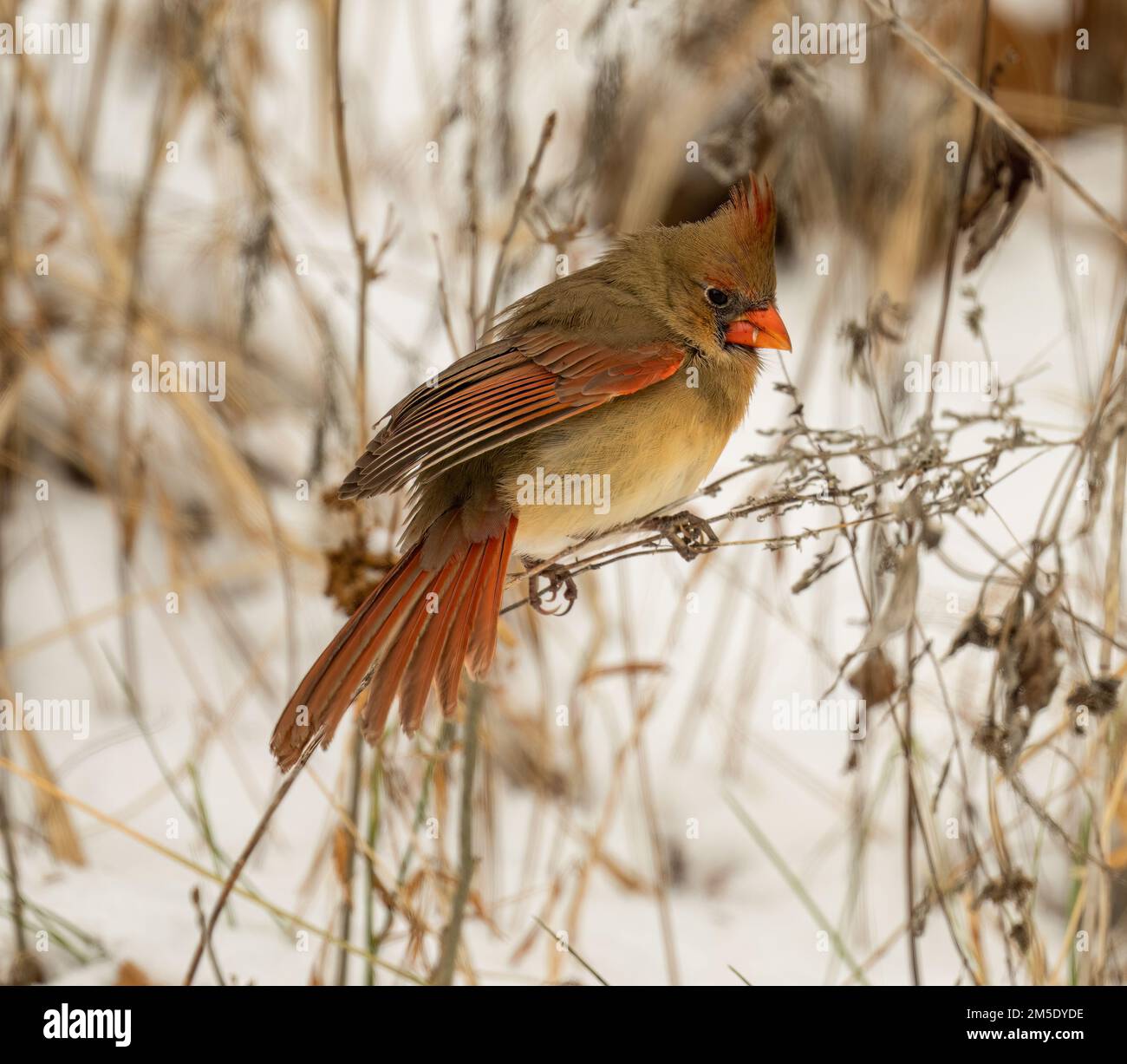 A closeup of a Northern cardinal brown, cardinalis cardinalis captured ...