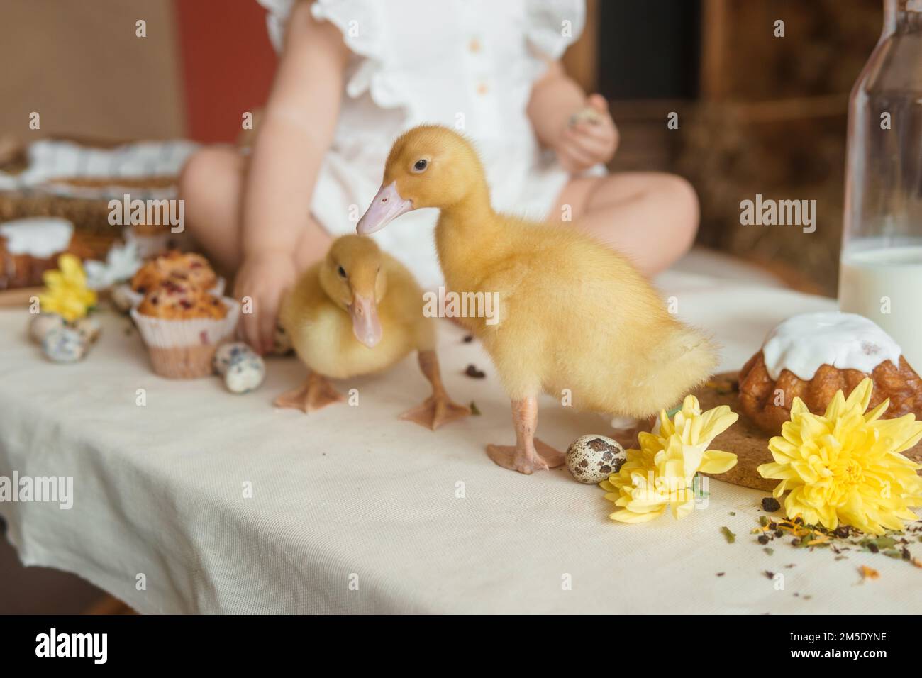 Cute fluffy ducklings on the Easter table with quail eggs and Easter ...