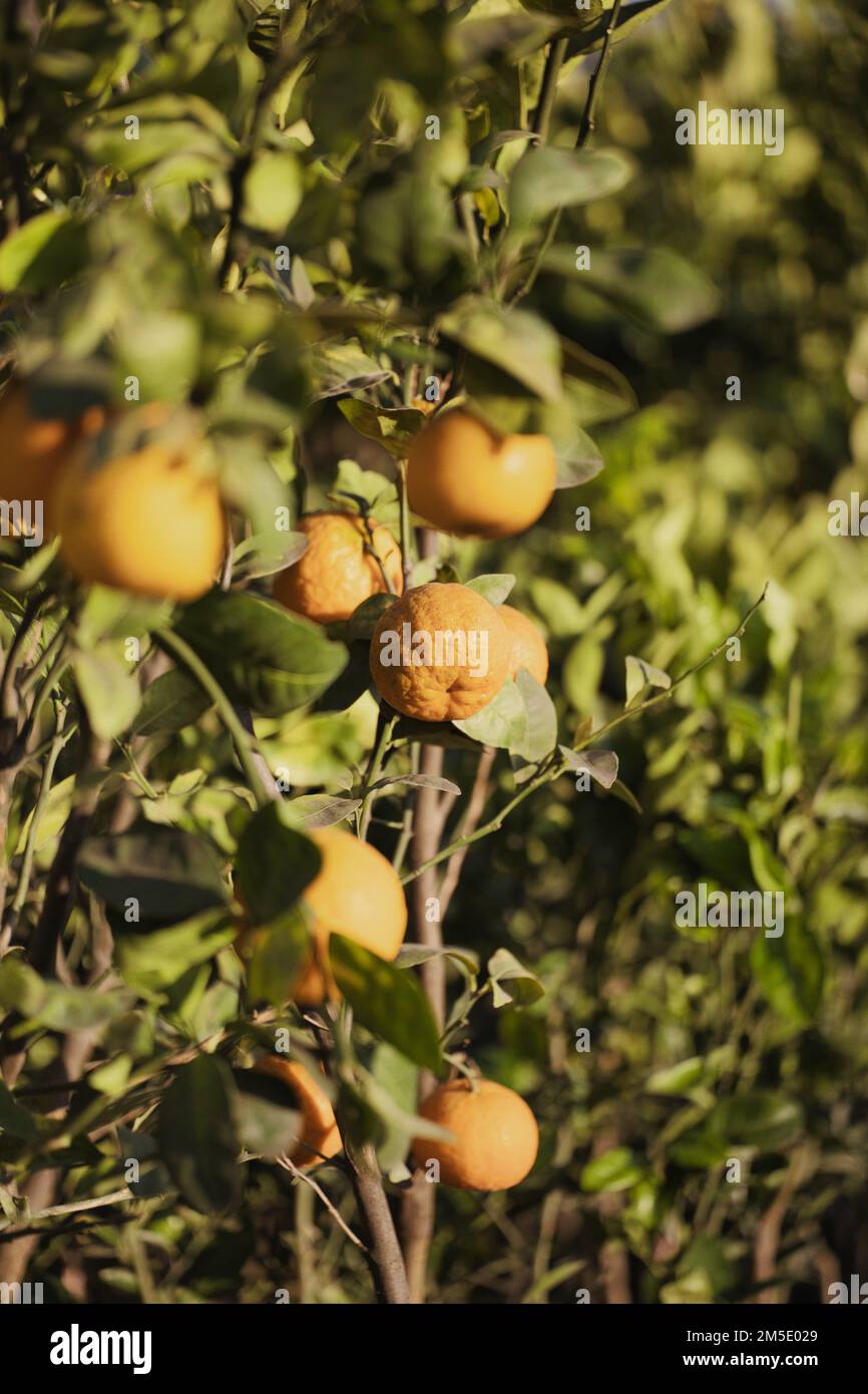 Mandarina clementina hi-res stock photography and images - Alamy