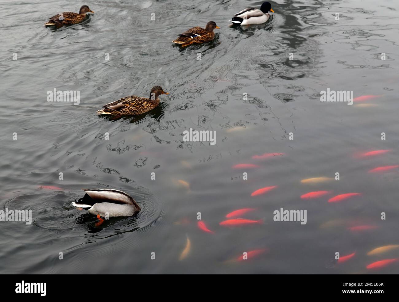 Female mallard duck fish hi-res stock photography and images - Alamy
