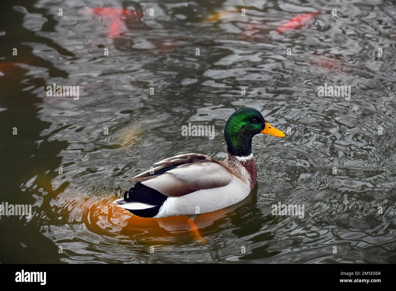 Female mallard duck fish hi-res stock photography and images - Alamy