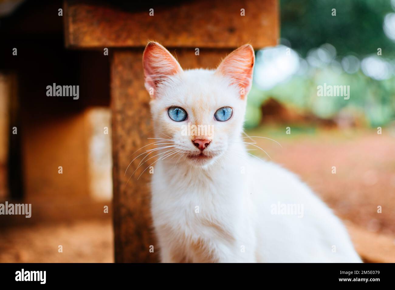 Red point siamese hi-res stock photography and images - Alamy