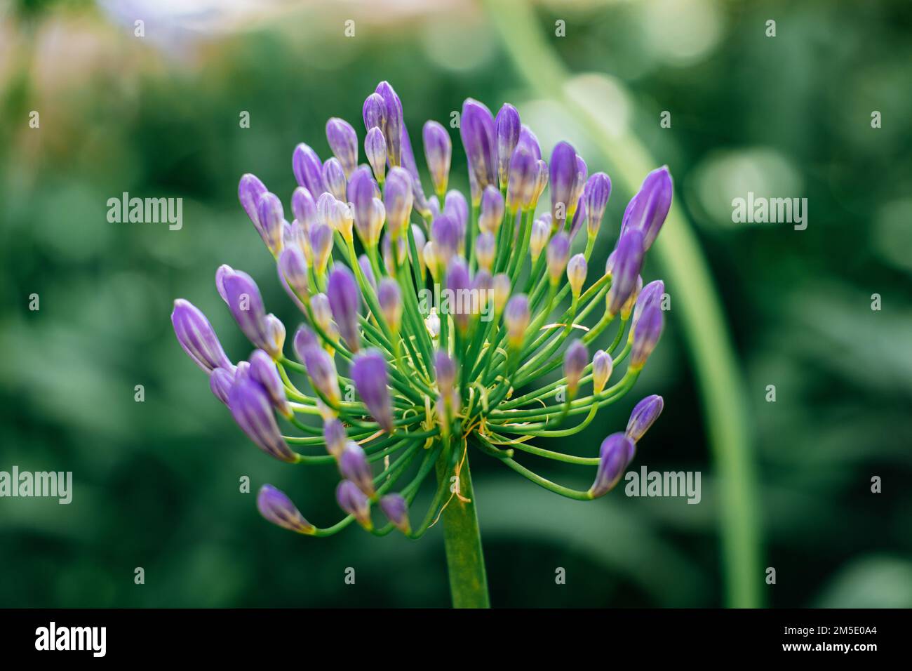 A macro shot of a purple African lily flower and its stem on an ...
