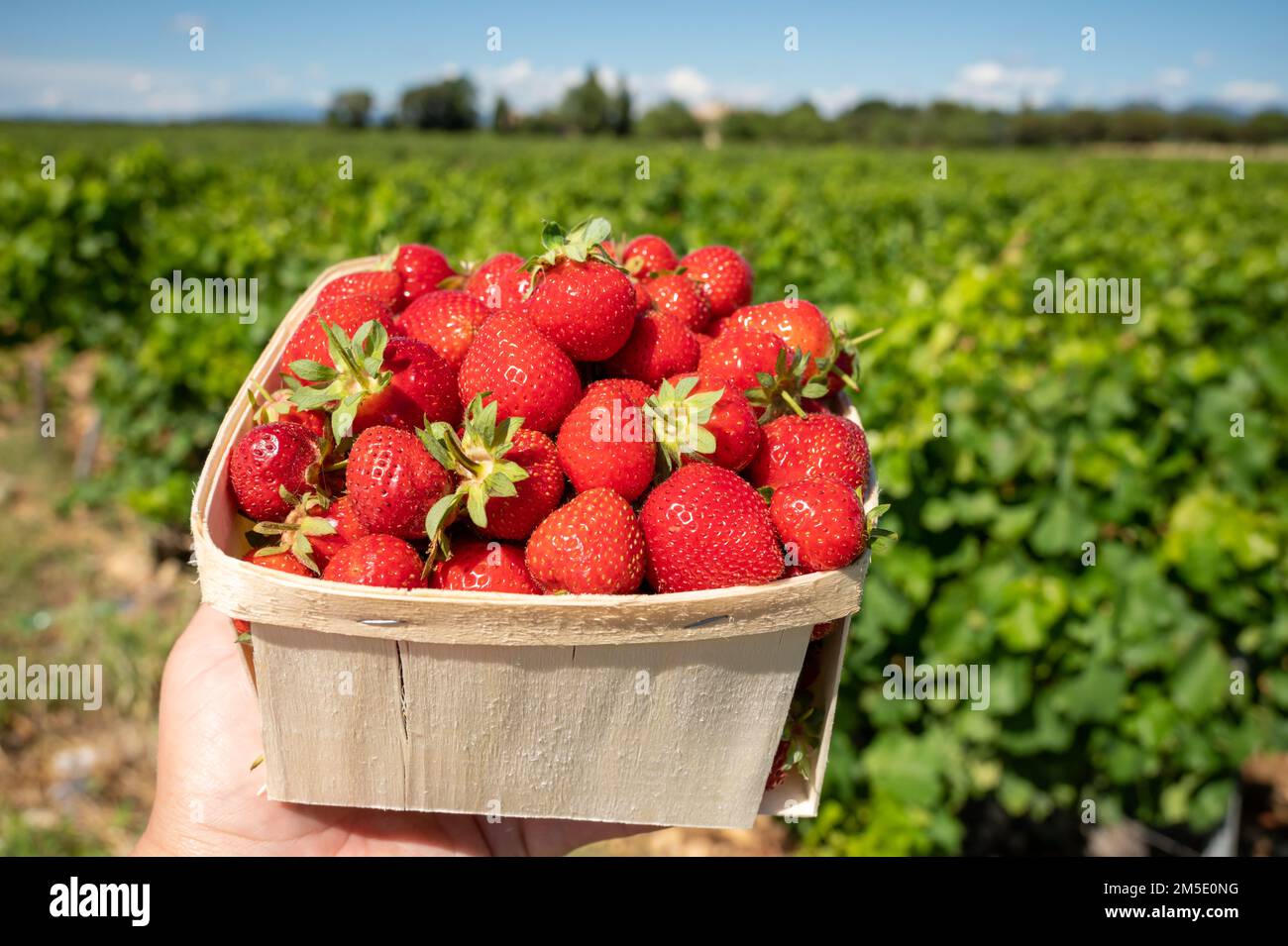 Box with french red ripe sweet strawberries Manon des Fraises, Fragaria ...