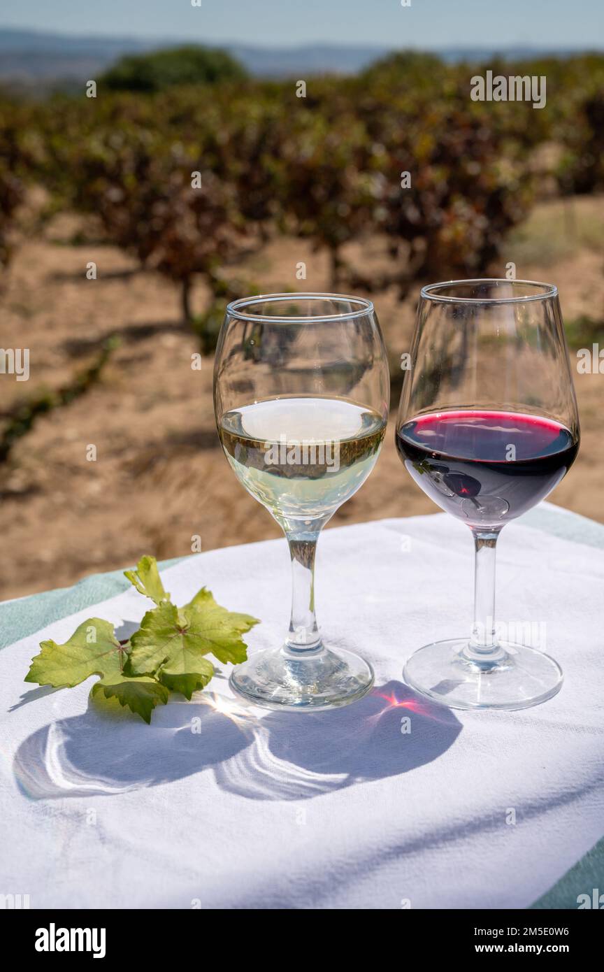 Tasting of red and white wines on vineyards of Cyprus. Wine production ...