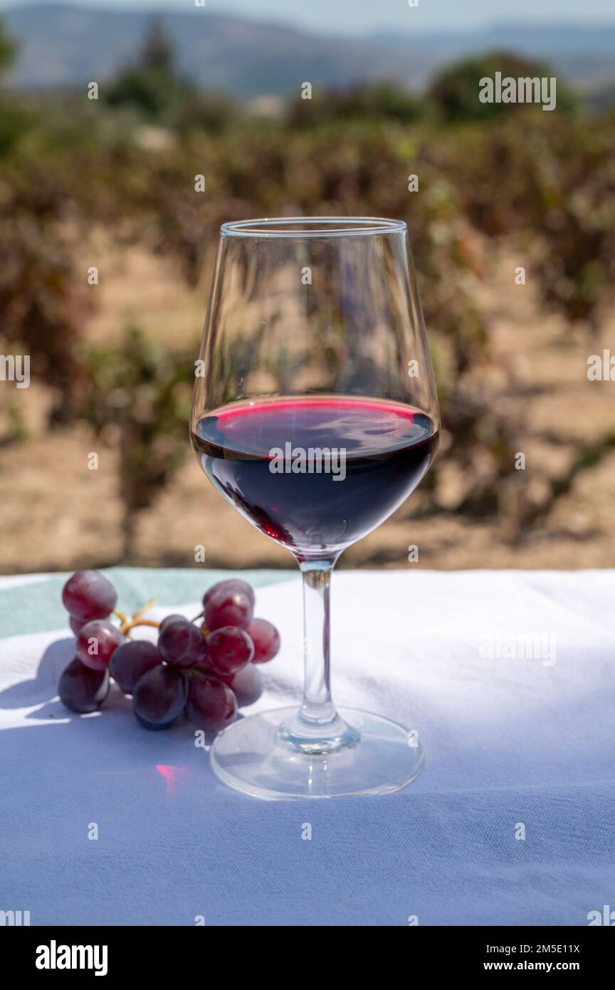 Tasting of red wine on vineyards of Cyprus. Wine production on Cyprus ...