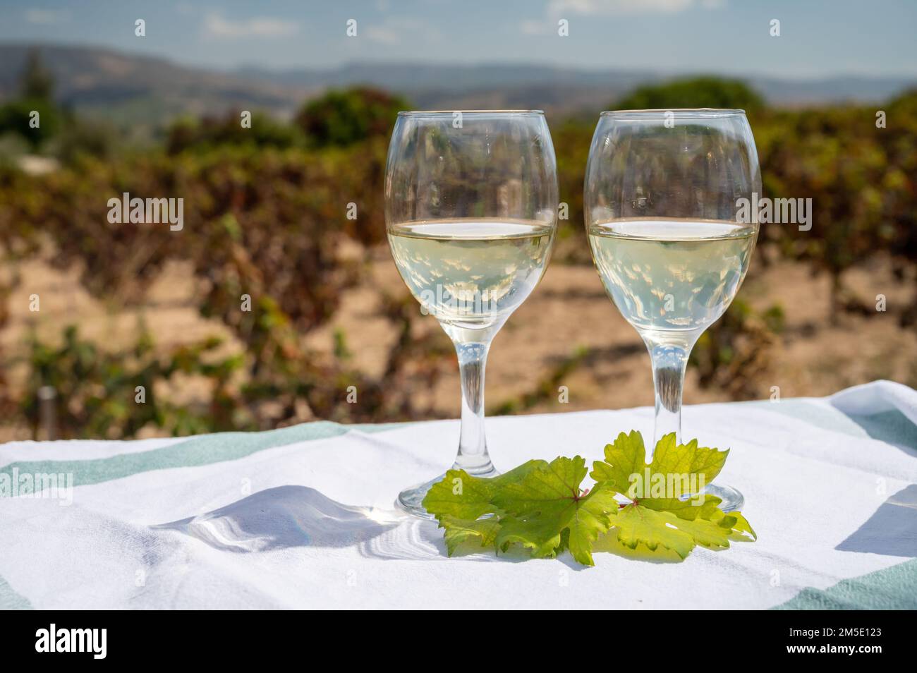 Tasting of white wines on vineyards of Cyprus. Wine production on ...