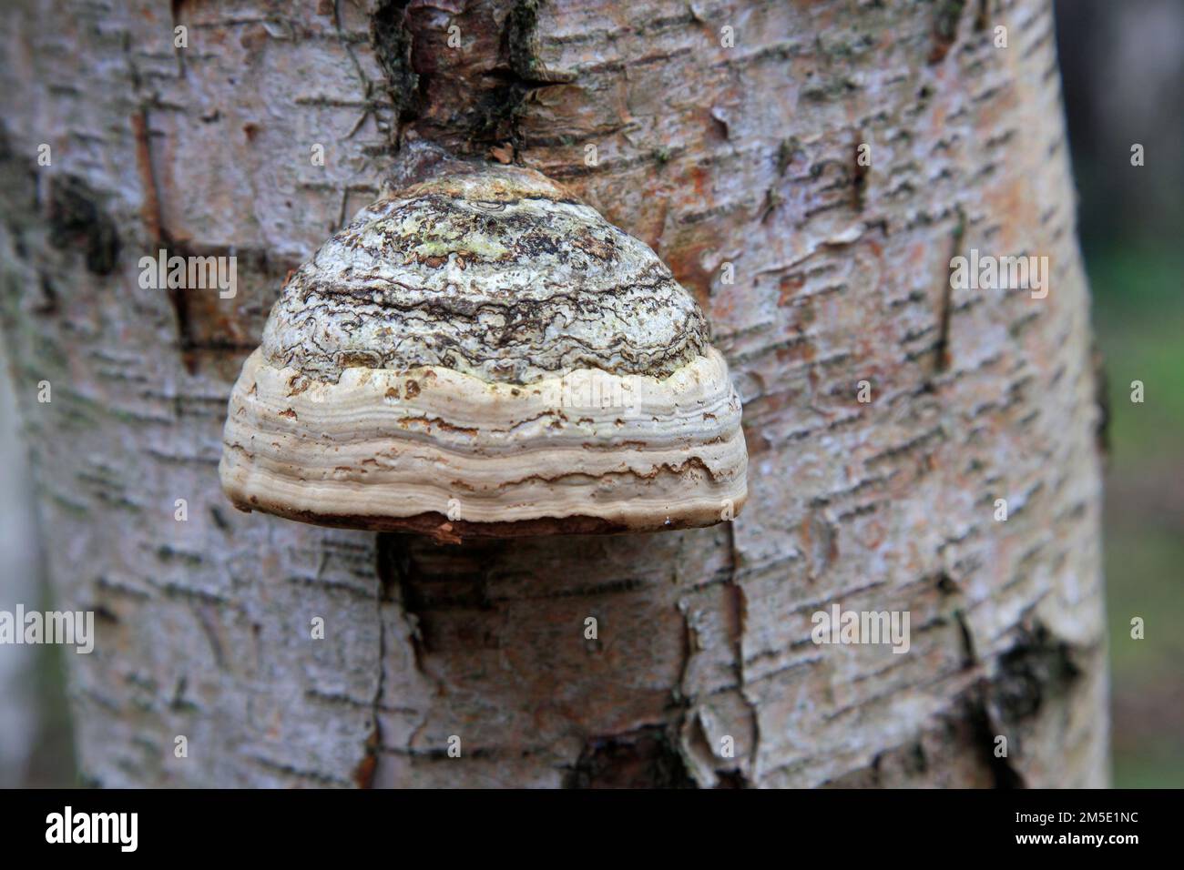 Hoof Fungus (Fomes fomentarius) on Silver Birch tree, Holme Fen SSSI ...