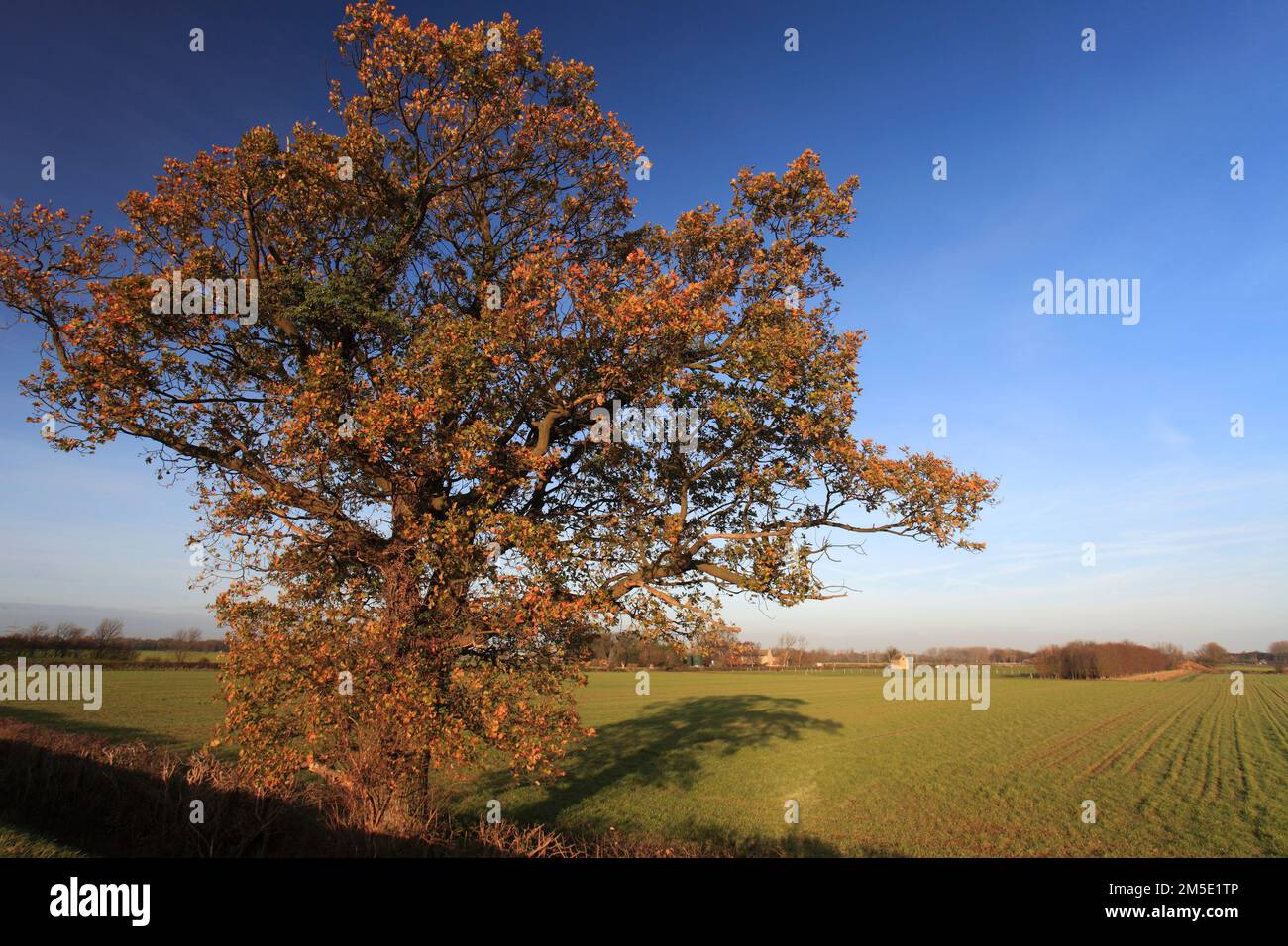 Autumn colours, Oak tree (Quercus robur), Fenland, Cambridgeshire ...