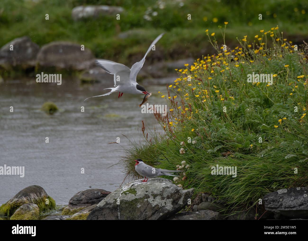 Arctic Tern (Sterna paradisaea), Grutness Pools, Shetland Stock Photo ...