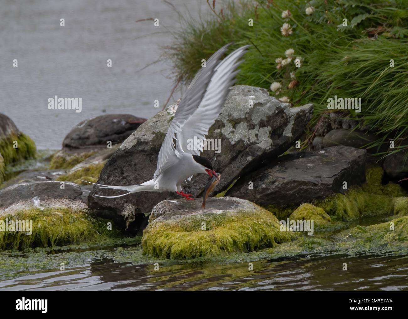Arctic Tern (Sterna paradisaea), Grutness Pools, Shetland Stock Photo ...