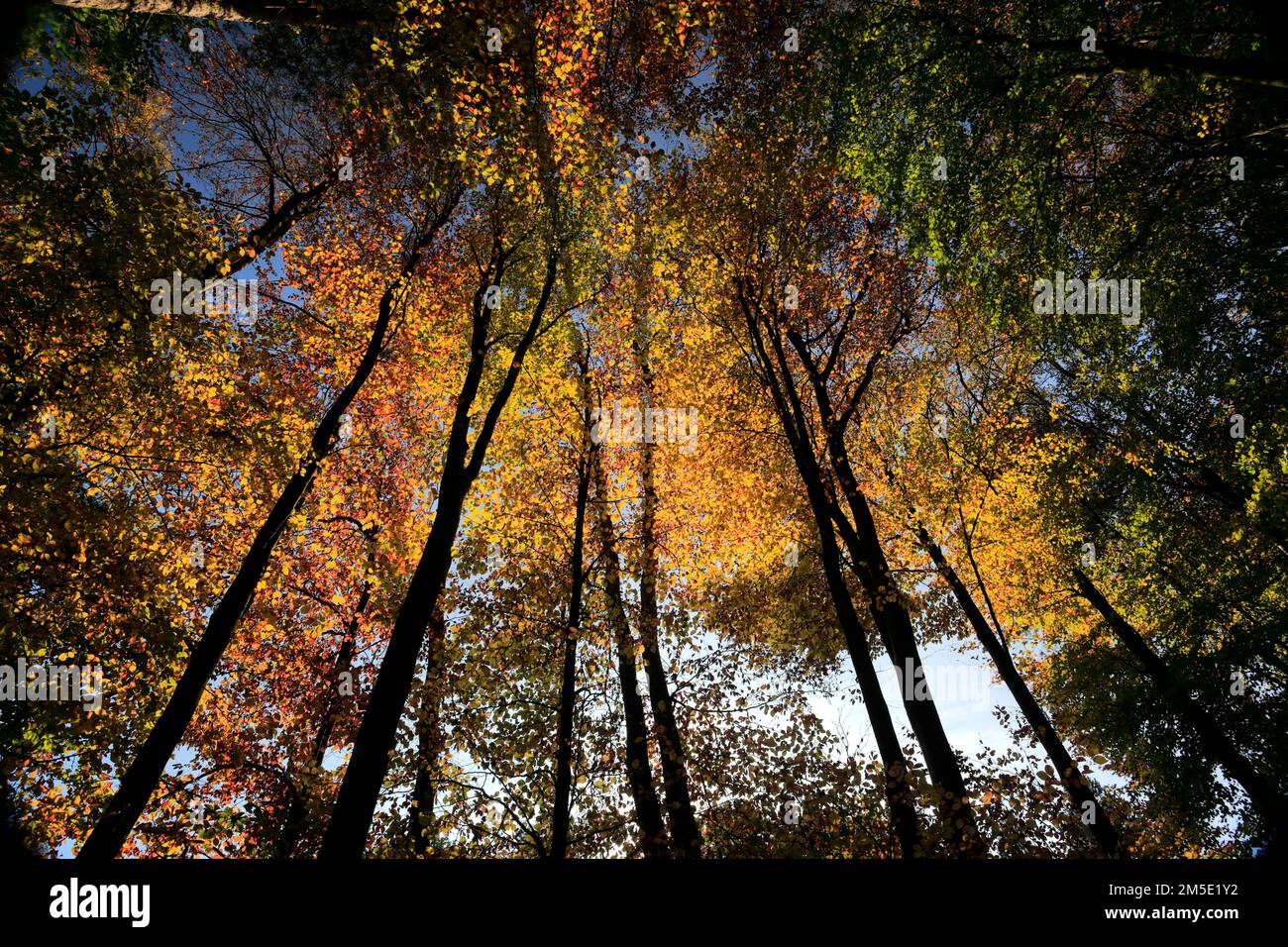 Autumn tree canopy hi-res stock photography and images - Alamy