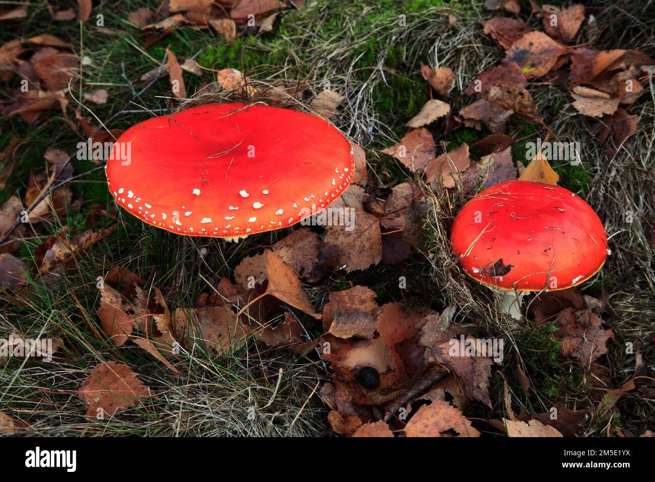 Red and white Fly Agaric fungi (Amanita muscaria), autumn woodland ...