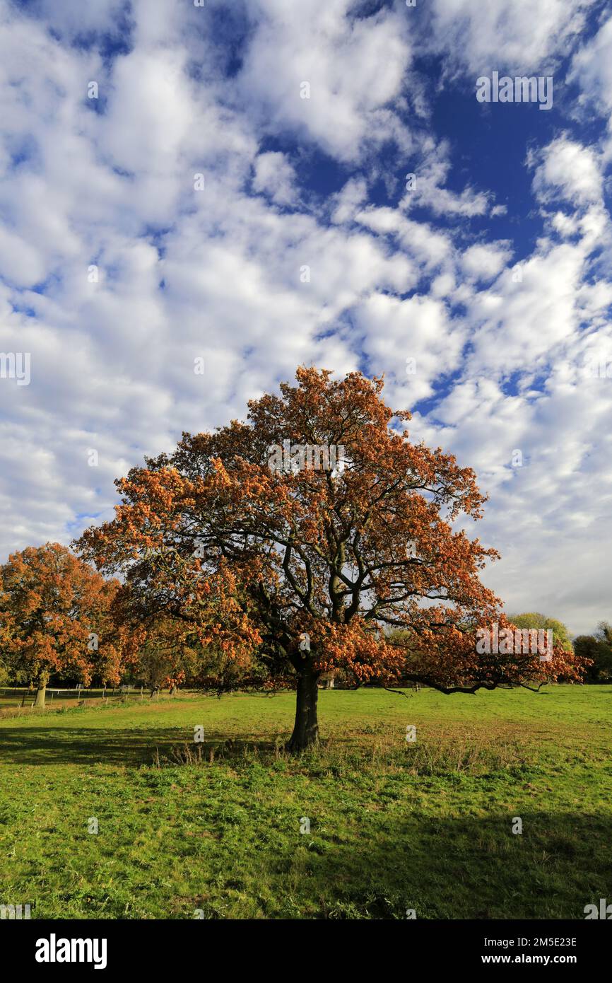 English Oak tree in autumnal colours, Fenland filed near March town ...