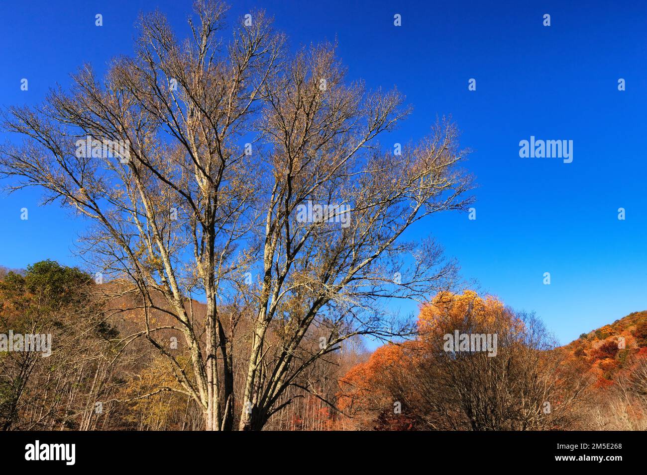 Autumn landscape view on Roan Mountain State Park in Tennessee, USA ...