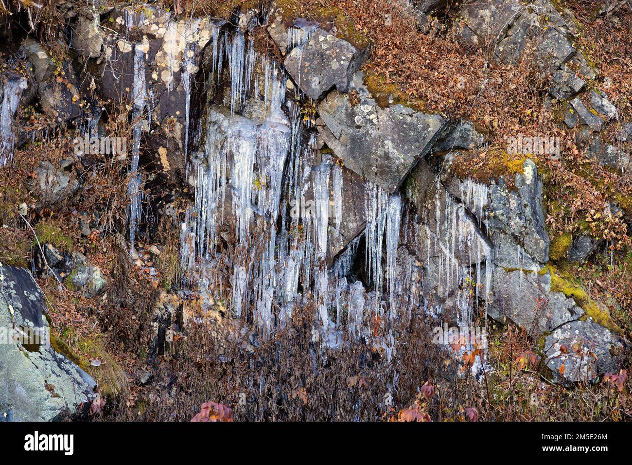 Near the top of Roan Mountain ice forms along the rocks Stock Photo - Alamy