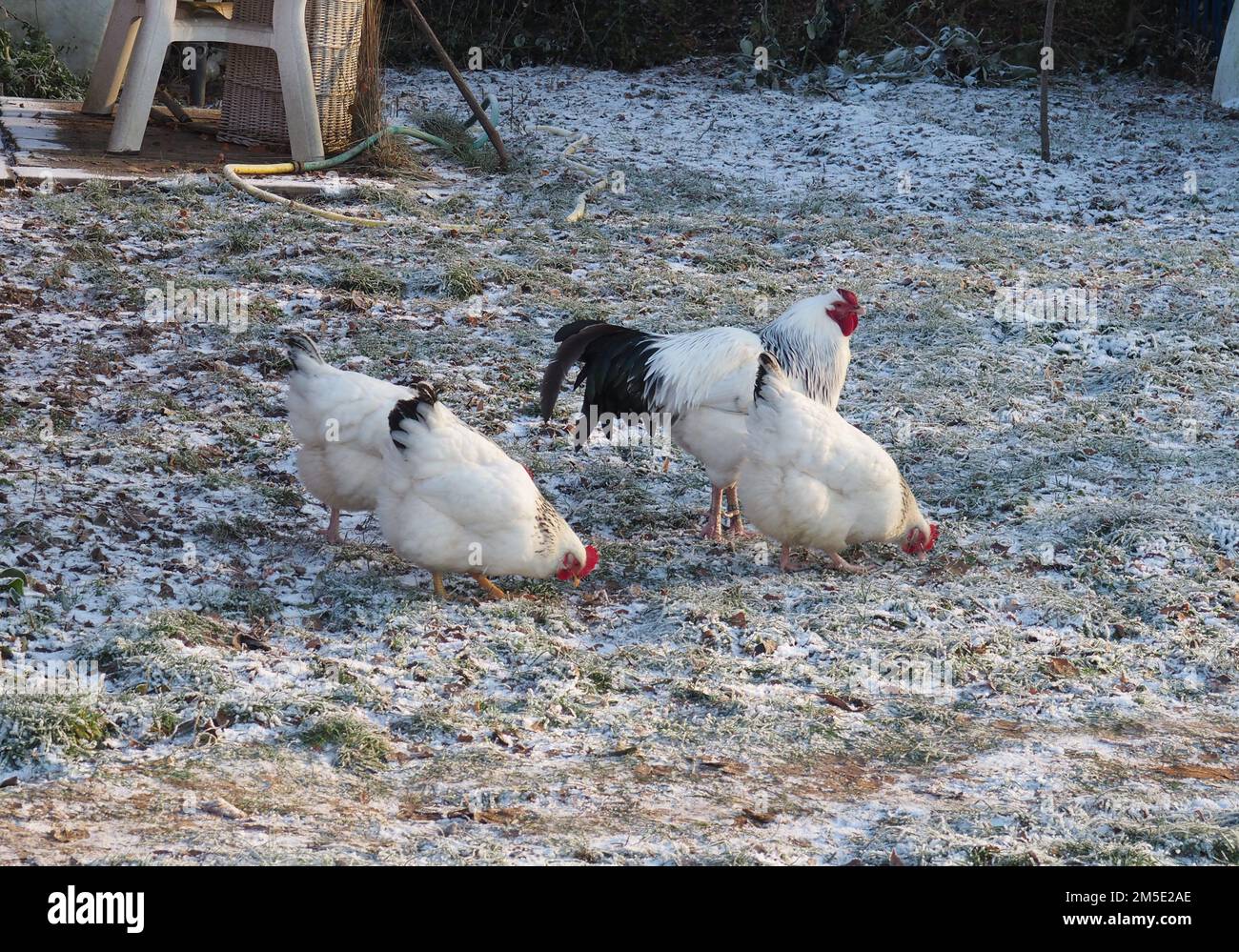 Three black and white chickens picking for food outdoors Stock Photo ...