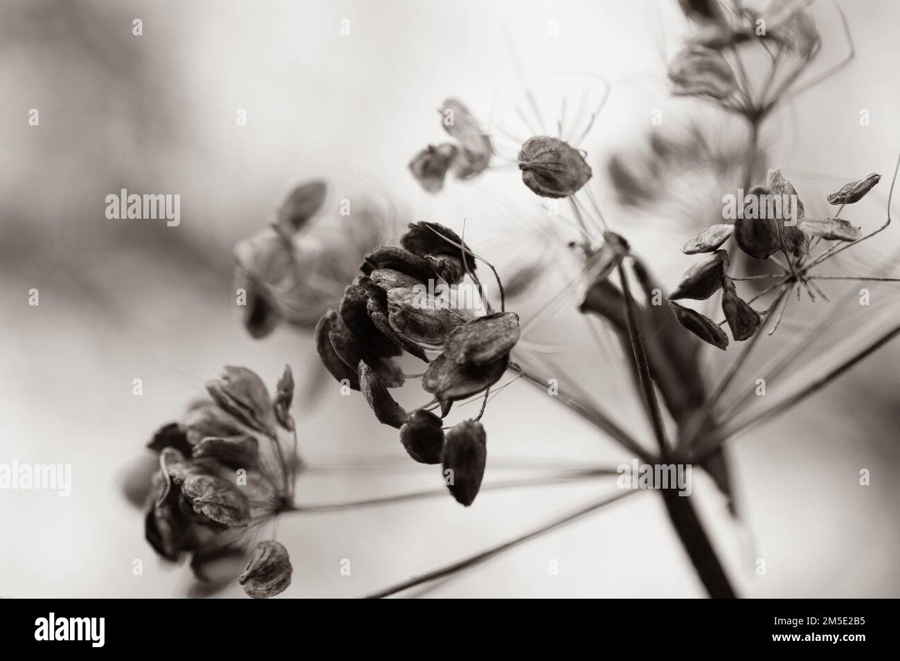 A grayscale shallow focus of Garlic plant in the tree with blur ...