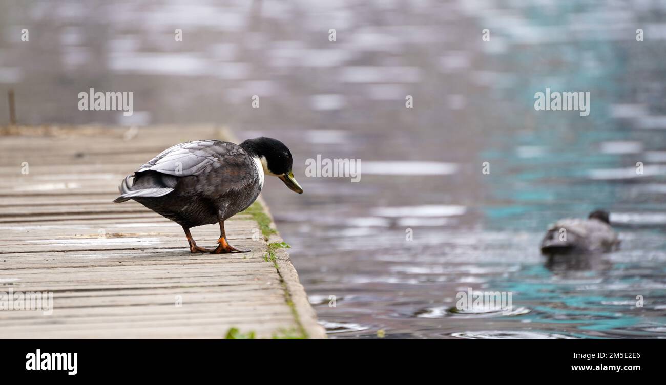 A closeup of a Duclair duck standing on the shore of a river Stock ...