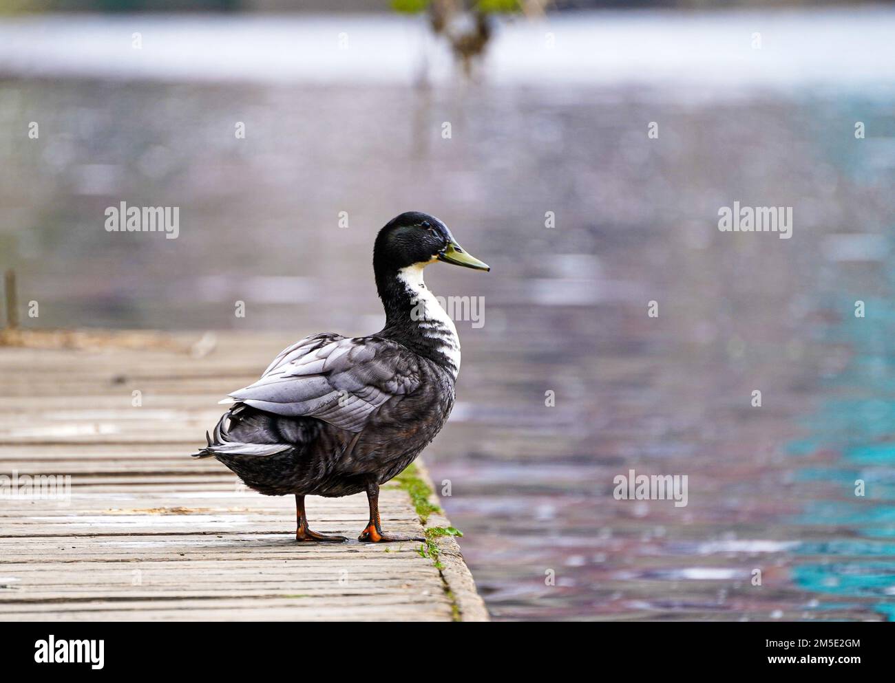 Duclair duck hi-res stock photography and images - Alamy